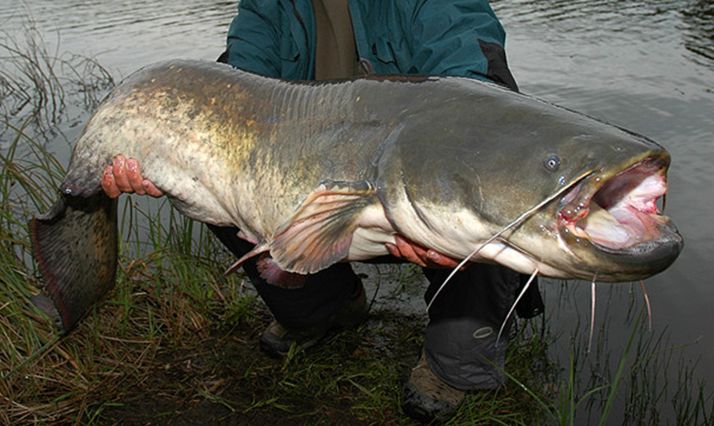 El plan del siluro en la provincia de Soria afecta a tres zonas ...