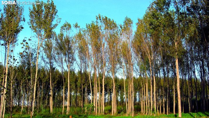 El Cesefor difunde la importancia económica del del chopo y sus ...