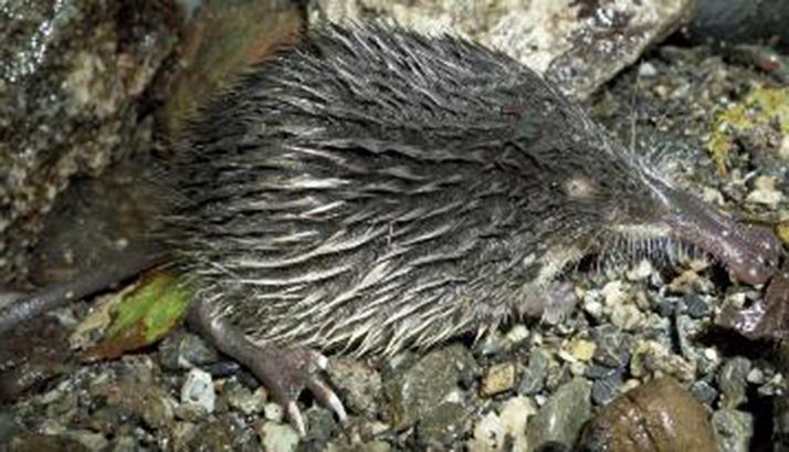 La Junta solicita un proyecto europeo LIFE para la recuperación del ...