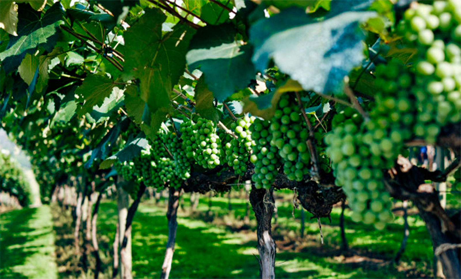 2,8 M€ para complementar las ayudas a la cosecha verde - SoriaNoticias