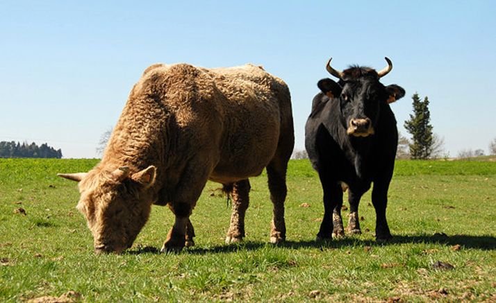 Fallece tras ser embestido por un toro en León - SoriaNoticias