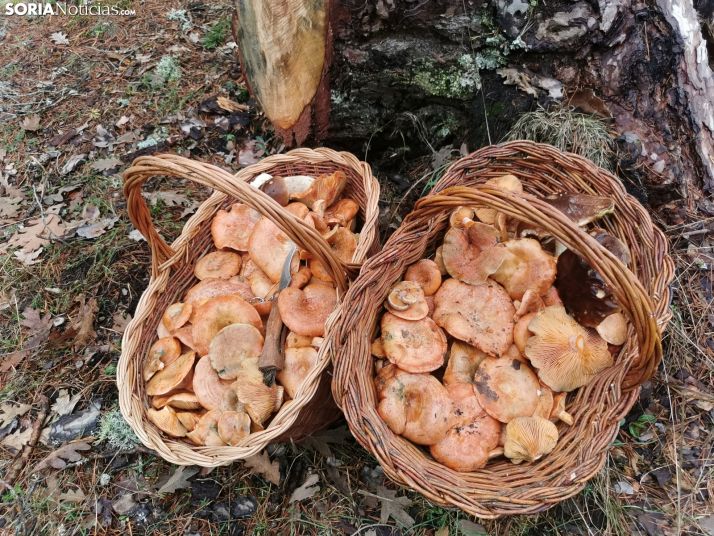 Setas en Soria: tres nuevas recetas de níscalos para este sábado ...