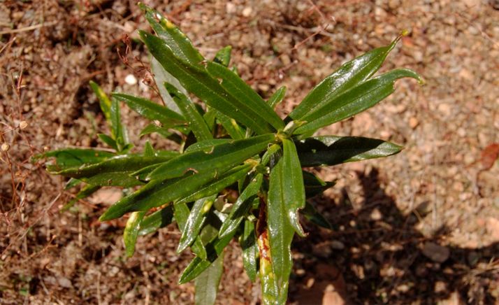 Los tratamientos de manejo en jarales no afectan a la riqueza y ...