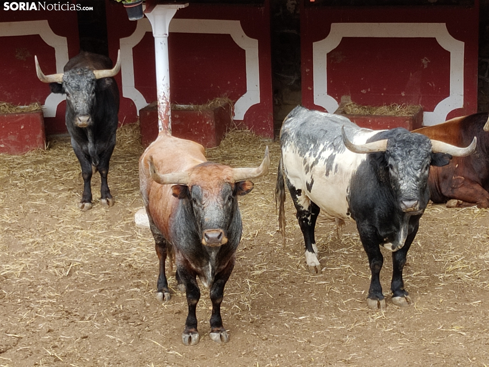 Fotos As Son Los Miuras De Ma ana En Soria Casi 700 Kilos De Toro Fotos As Son Los Miuras De Ma ana En Soria Casi 700 Kilos De Toro