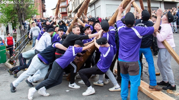 Pingada del pino Mayo en San Leonardo de Yagüe este viernes - SoriaNoticias